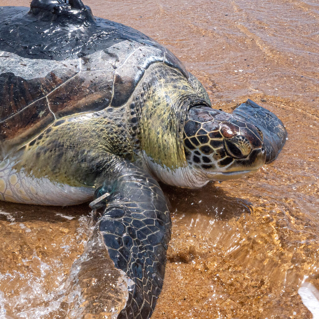 Two Oceans Aquarium | Bob takes the plunge into his ocean home