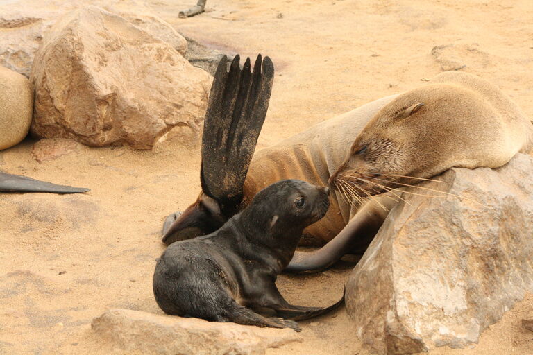 Two Oceans Aquarium | 10 things you need to know about seals
