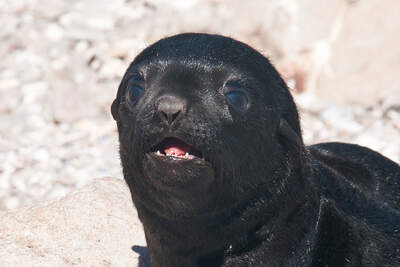 Two Oceans Aquarium | 10 things you need to know about seals