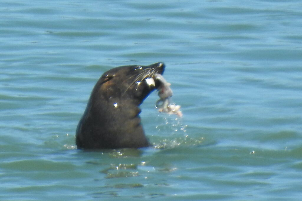 Two Oceans Aquarium | 10 things you need to know about seals