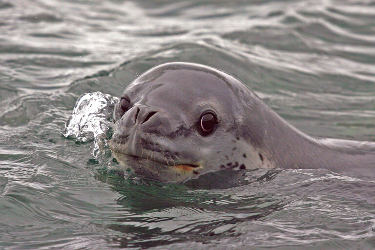 Two Oceans Aquarium | 10 things you need to know about seals