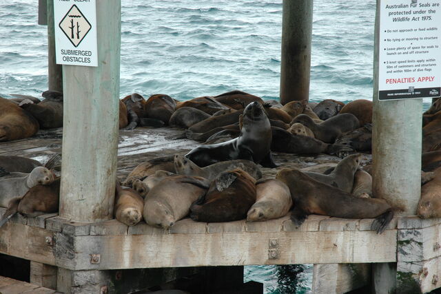 Two Oceans Aquarium | 10 things you need to know about seals