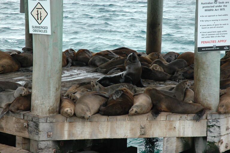Two Oceans Aquarium | 10 things you need to know about seals