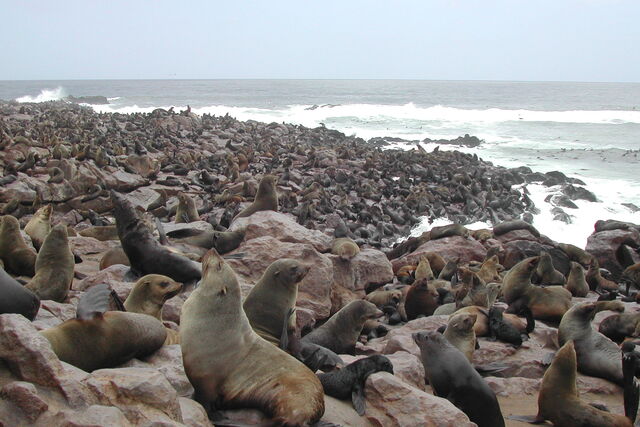 Two Oceans Aquarium | 10 things you need to know about seals