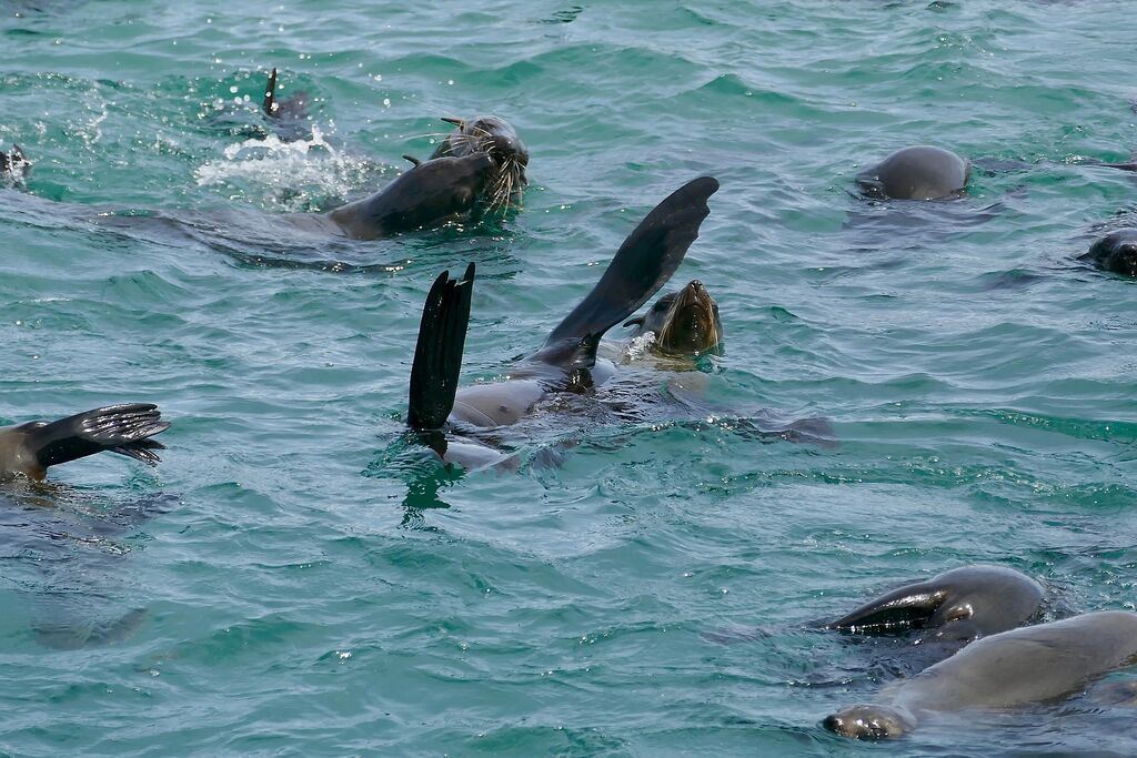 Two Oceans Aquarium | 10 things you need to know about seals
