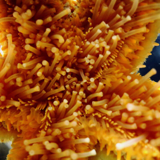 Two Oceans Aquarium | Microscope Exhibit