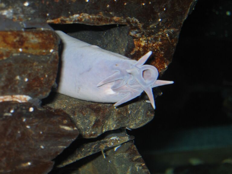 Two Oceans Aquarium | Hagfish are (too) weird