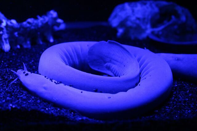 Two Oceans Aquarium | Hagfish are (too) weird