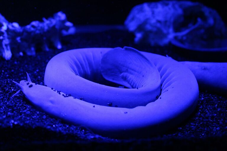Two Oceans Aquarium | Hagfish are (too) weird