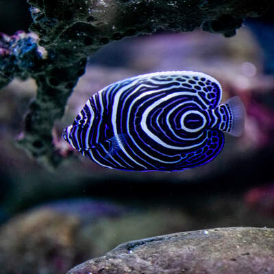 Two Oceans Aquarium | Diversity Gallery