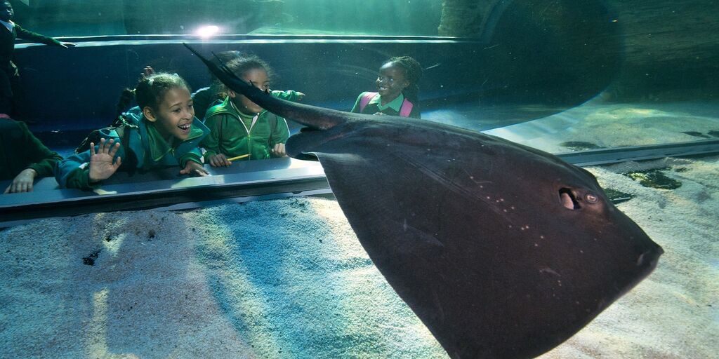 Two Oceans Aquarium | Ocean Exhibit