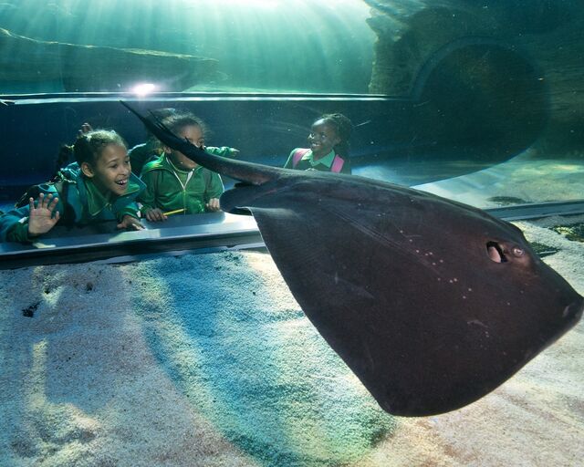 Two Oceans Aquarium | Exhibits