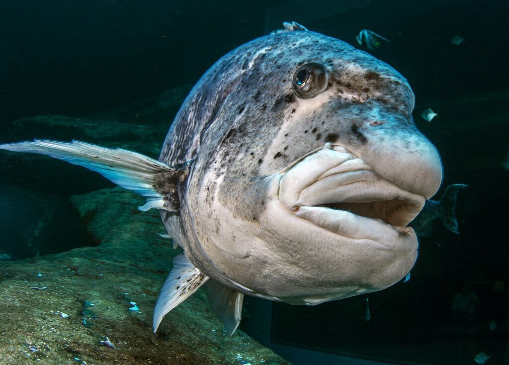 Two Oceans Aquarium | The grumpy old men of the i&j ocean exhibit