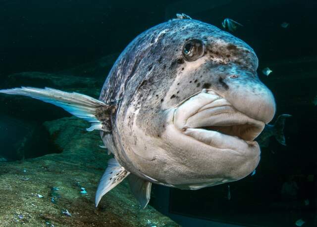 Two Oceans Aquarium | The grumpy old men of the i&j ocean exhibit