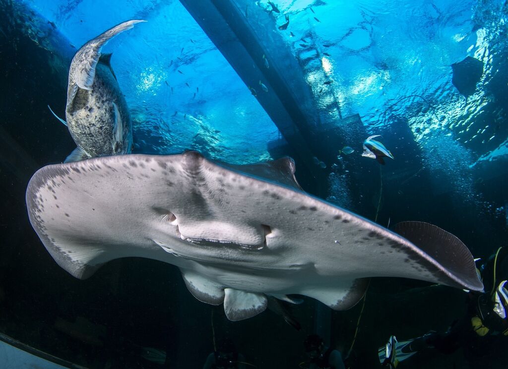 Two Oceans Aquarium | Meet the different kinds of ray of the i&j…