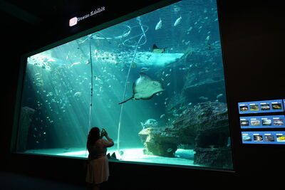 Two Oceans Aquarium | Welcome to the Two Oceans Aquarium