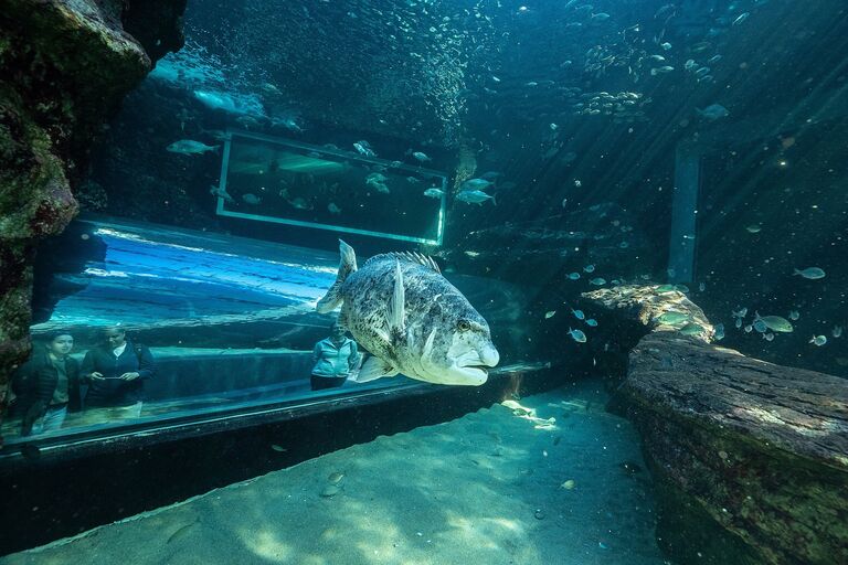 Two Oceans Aquarium | The ever-popular I&J Ocean Exhibit
