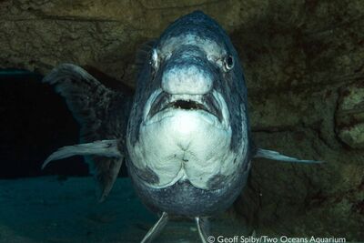 Two Oceans Aquarium | The grumpy old men of the i&j ocean exhibit