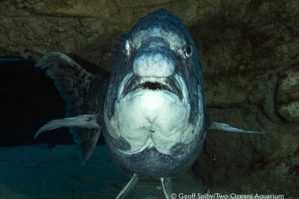 Two Oceans Aquarium Foundation | The grumpy old men of the i&j ocean…