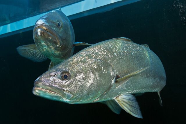 Two Oceans Aquarium | Do fish make sounds? yes - listen for yourself