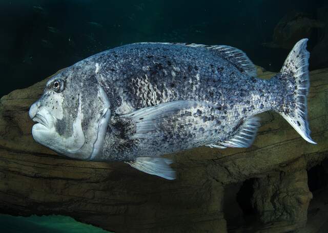 Two Oceans Aquarium | Black musselcracker (poenskop)