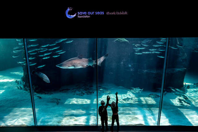 Two Oceans Aquarium | Shark Exhibit