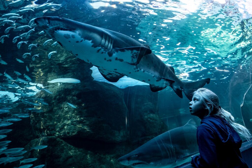Two Oceans Aquarium | 10 facts about ragged-tooth sharks