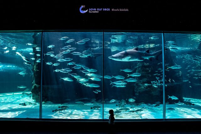 Two Oceans Aquarium | It's our birthday! the two oceans aquarium…