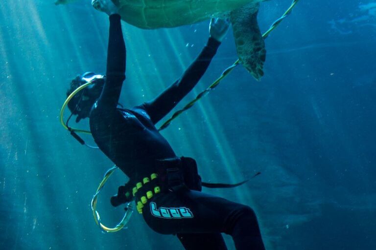 Two Oceans Aquarium | Yoshi the turtle makes scientific discovery:…