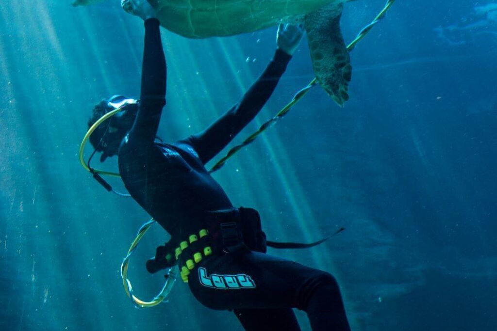 Two Oceans Aquarium | Yoshi the turtle makes scientific discovery:…