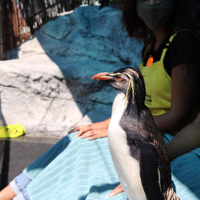 Two Oceans Aquarium | Penguin Exhibit