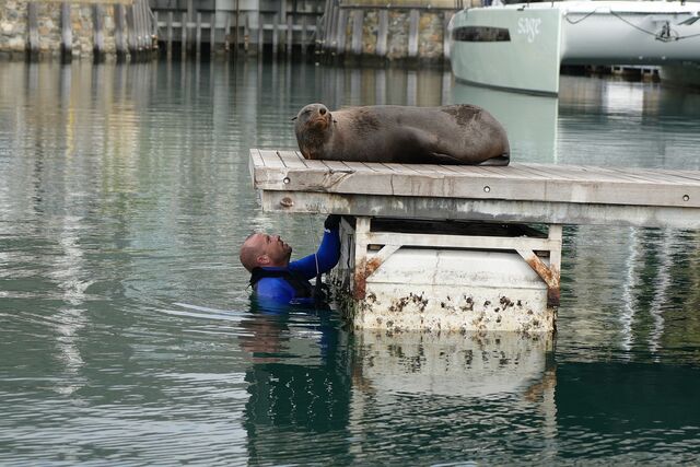 Two Oceans Aquarium Foundation | New and improved seal platform:…