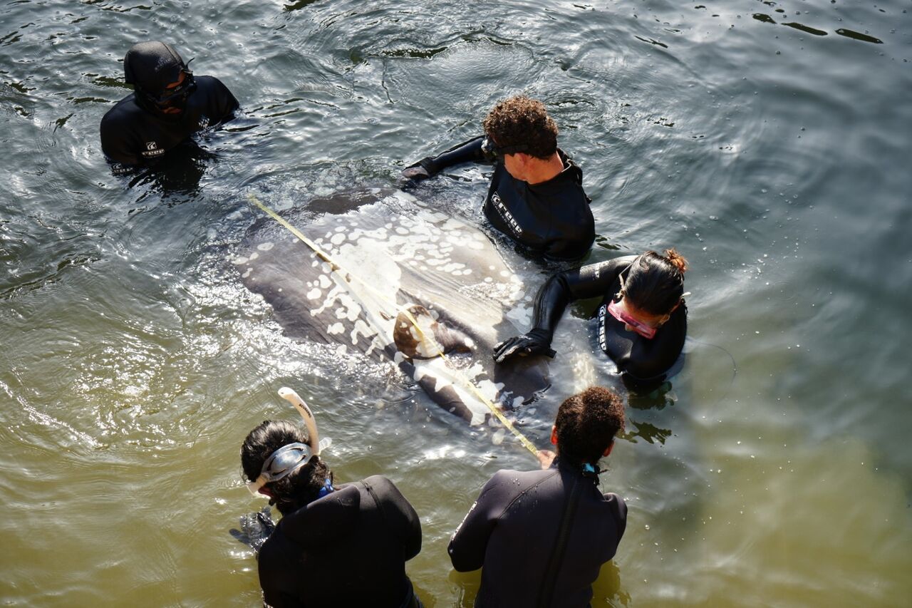 Two Oceans Aquarium | We gave a sunfish a "lift" to safety