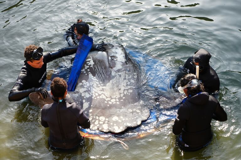 Two Oceans Aquarium | We gave a sunfish a "lift" to safety