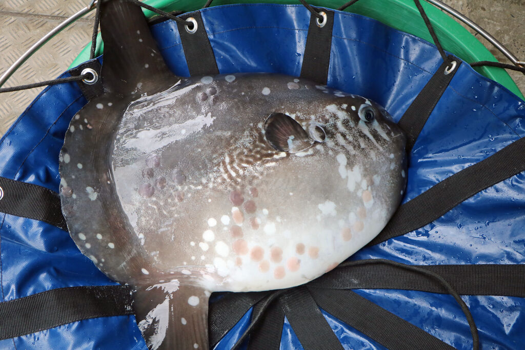 Two Oceans Aquarium | Why did this sunfish jump out of the water?