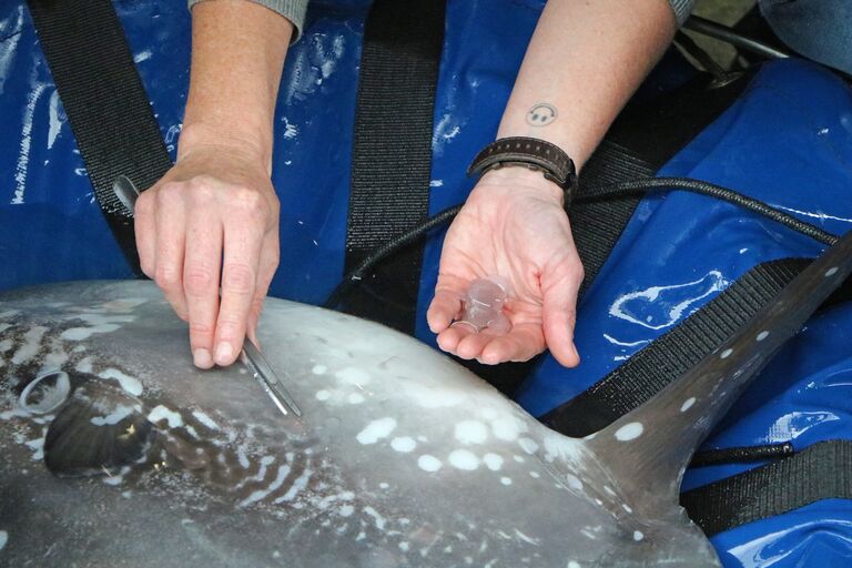 Two Oceans Aquarium | Why did this sunfish jump out of the water?