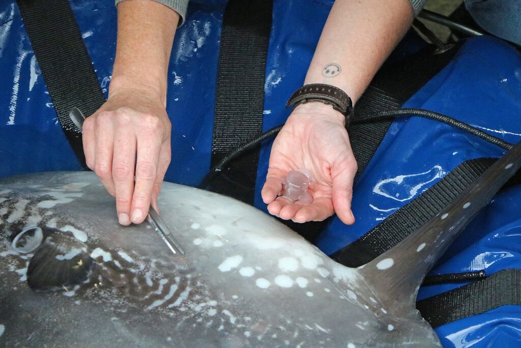 Two Oceans Aquarium | Why did this sunfish jump out of the water?