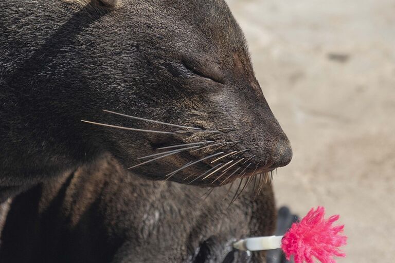 Two Oceans Aquarium | Saving seals: join us for an evening all about…