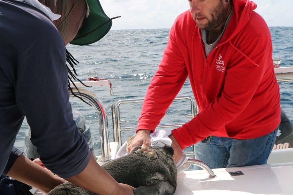Two Oceans Aquarium | Online seal rescue q&a with brett glasby on 28…