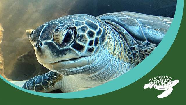 Two Oceans Aquarium | Who is Bob the green turtle? Why Bob is here?