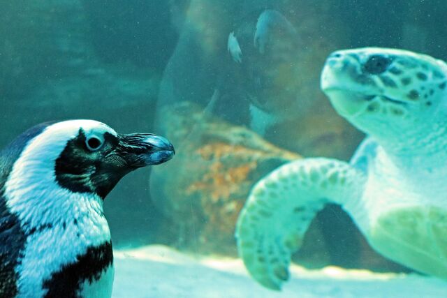 Two Oceans Aquarium | Yoshi the loggerhead turtle sends her last…