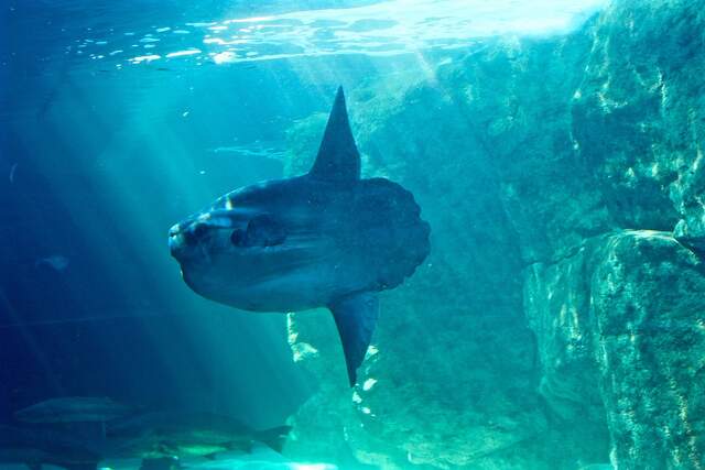 Two Oceans Aquarium | Ocean sunfish