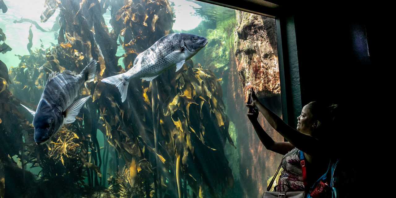 Two Oceans Aquarium | Special Offers