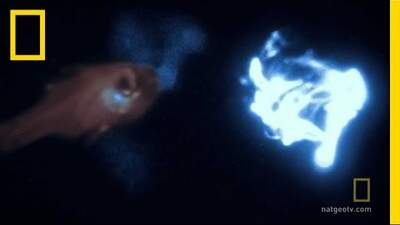 Two Oceans Aquarium | Animals that glow