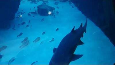 Two Oceans Aquarium | Do fish make sounds? yes - listen for yourself