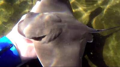 Two Oceans Aquarium | Stingrays give birth to live young - take a look