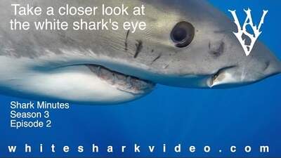 Two Oceans Aquarium | Look here! how well do sharks see?