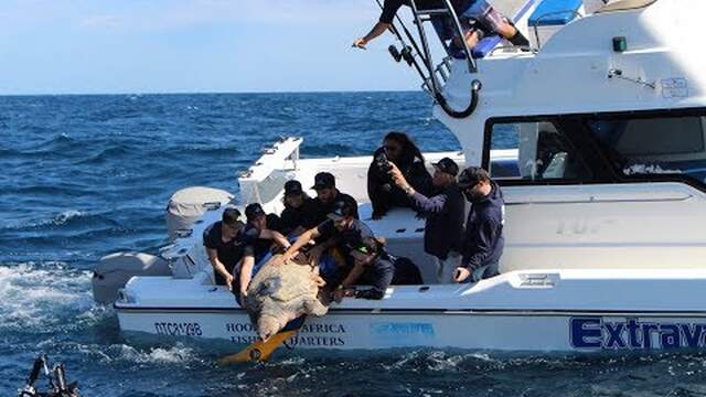 Two Oceans Aquarium | Yoshi the loggerhead turtle sends her last…