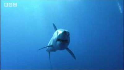 Two Oceans Aquarium | 10 facts about ragged-tooth sharks