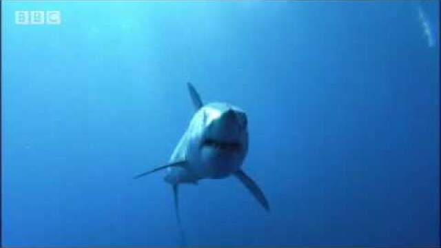 Two Oceans Aquarium | 10 facts about ragged-tooth sharks